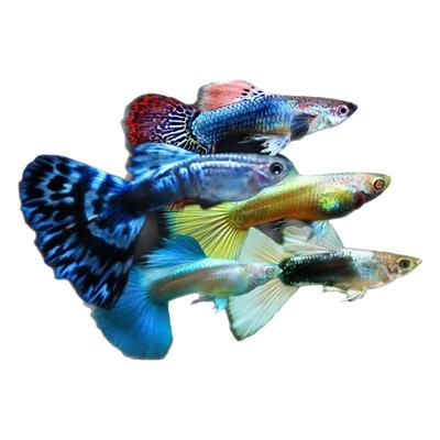 孔雀鱼热带纯种观赏鱼活体小型淡水冷水好养耐活精品胎生凤尾小鱼