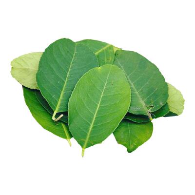 新鲜冬阴功汤料沁蕊柠檬叶子