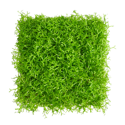 鱼缸造景增氧慕斯片阴性前景草坪