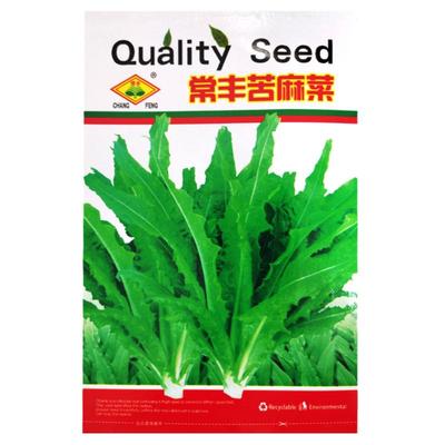 散装葛麻苣菜曲麻菜种子