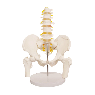 Theratools动态腰椎骨盆骨骼模型