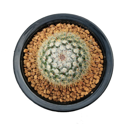 花田舍实生丰明玉开花钩突仙人球