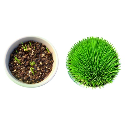 鹦鹉麦芽草鸟零食助排毛球