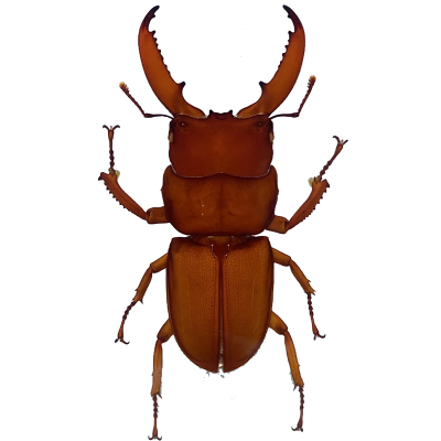 小动物教学昆虫标本蝎子蜘蛛螃蟹