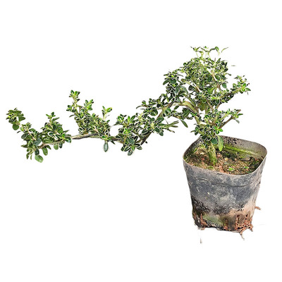 多种木本植物合集桌面鲜活小盆栽