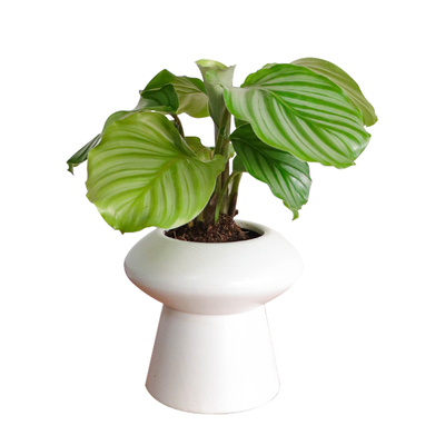 好养绿植青苹果竹芋植物室内盆栽