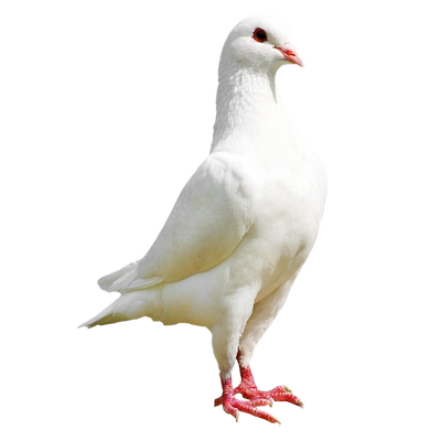 杨博士鸽子肉生鲜农家散养土鸽子正宗新鲜乳鸽孕妇营养鸽子汤食材