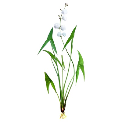 日本重瓣茨菇燕尾慈姑苗种球花水草水培古法水陆造景庭院观赏花卉