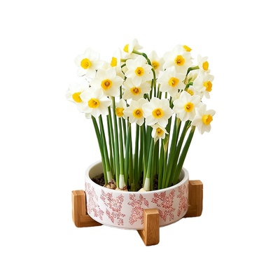 春节年宵花已水养发芽水仙花