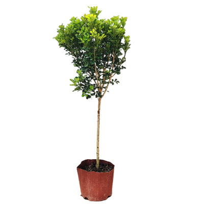 香水米兰喜阳耐晒植物室外庭院