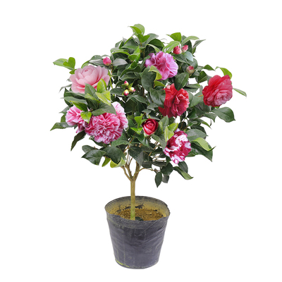 茶花树苗室内浓香型耐寒植物