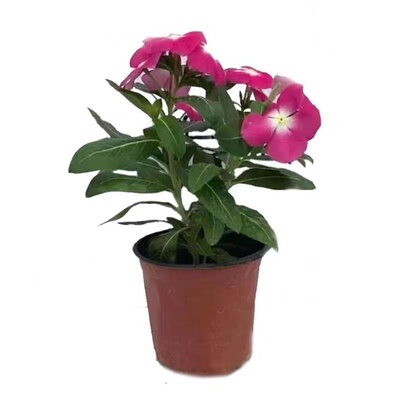 长春花盆栽天天开带花苞观花植物五叶梅庭院客厅盆栽花卉四季开花