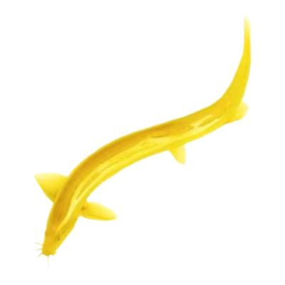 黄金鳅招财鳅黄色清洁鱼