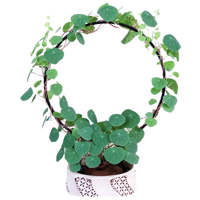 山乌龟室内盆栽包成活包发芽