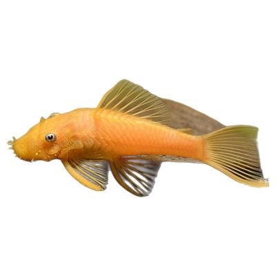 除藻效果与颜值非常高的工具鱼