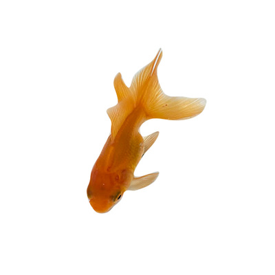 红狮金鱼国师鱼冷水鱼小金鱼活鱼淡水鱼观赏鱼好养耐活鱼不加温