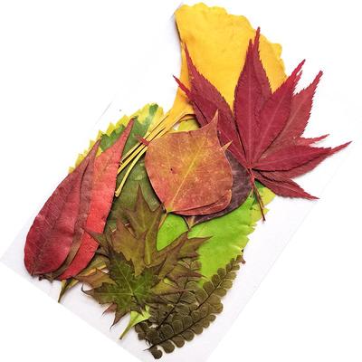 押花树叶标本组合包套装树叶贴画