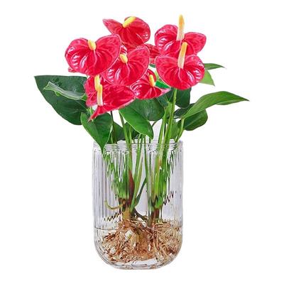 特级红掌白盆栽一帆风顺花