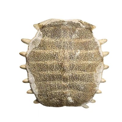 鳖甲中药材可磨粉泡茶正品炙鳖甲