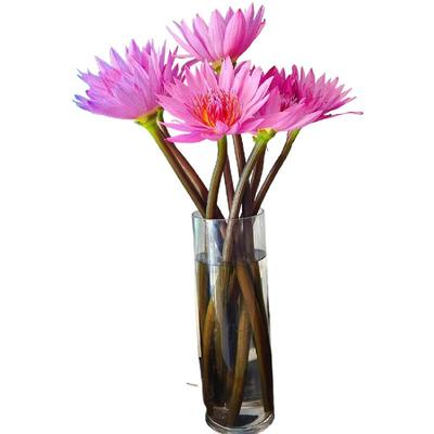 睡莲鲜花粉色广州鲜花基地直发室内水养鲜切花