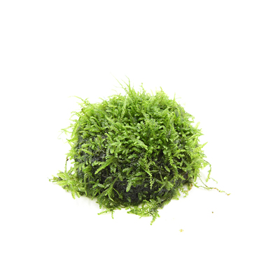 天然紫砂莫斯鱼虾真水草躲避屋