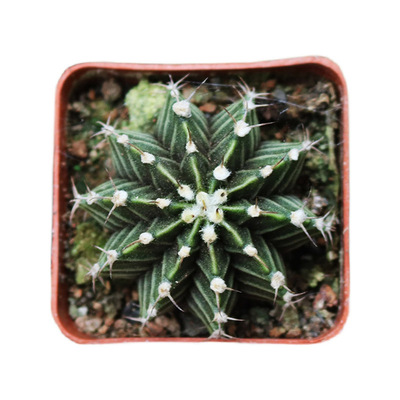 实生肋骨牡丹杂仙人球棱角分明