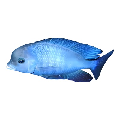 三湖慈鲷活体特色观赏鱼蓝茉莉生物鱼场非洲鱼宠物小活物淡水鱼苗