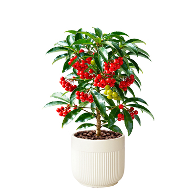 富贵籽金玉满堂吉祥如意