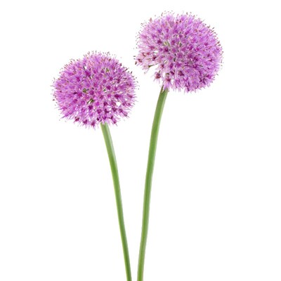 多年生种球海蒂的花园夏季