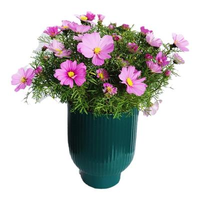 格桑花波斯菊盆栽成品带花苞发货