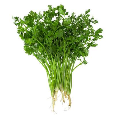 香菜种子四季易种耐热耐抽苔阳台