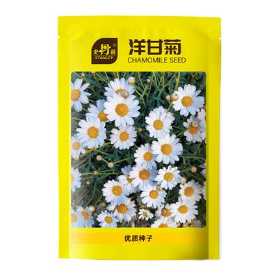 史丹利四季开花洋甘菊花种子