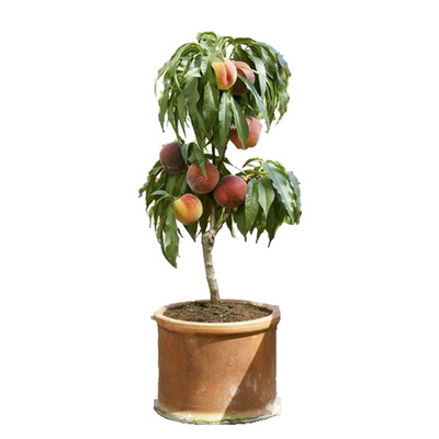 高产水蜜桃果树苗冬桃油桃嫁接苗