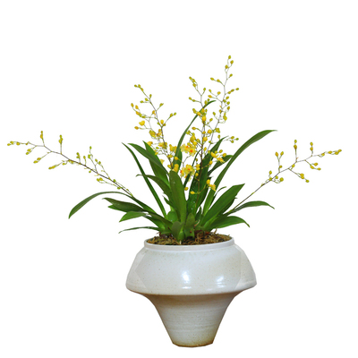 梦香兰冬季开花好养室内文心兰