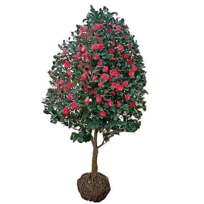 山茶花树苗庭院大型耐冬香妃茶花