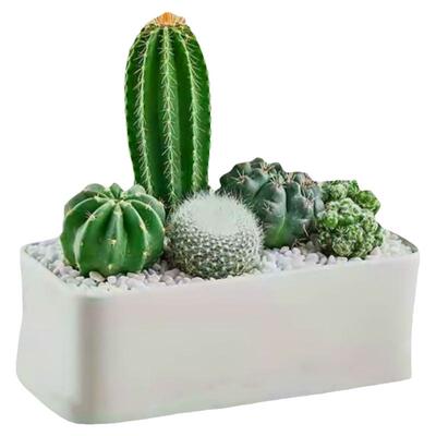 仙人球多肉植多肉植物盆栽