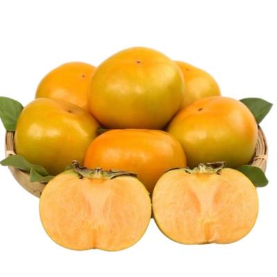 阳丰巧克力脆柿子10斤新鲜水果当季黄甜硬柿子非火晶特产大果整箱
