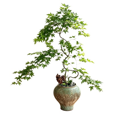 6A精品造型流泉枫盆栽