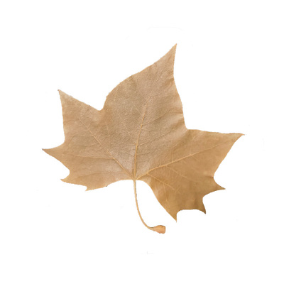 银杏叶书签枯树叶梧桐叶落叶贴画