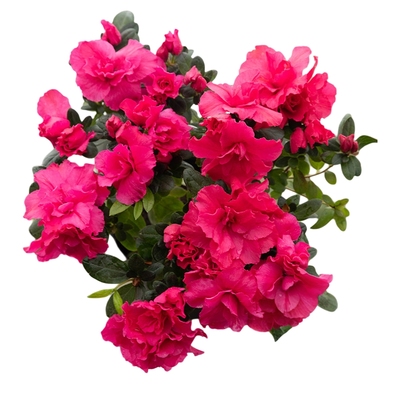 杜鹃茶花冬季开花花灌木