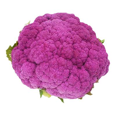 一号紫色花椰菜种子彩色花菜