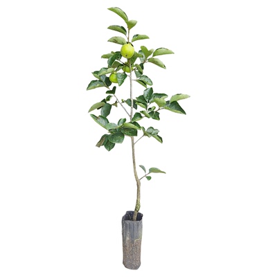 嫁接太秋甜柿树苗摘下就能吃