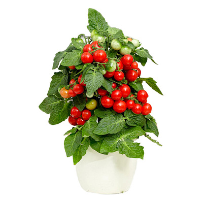 超甜矮生矮生小番茄苗盆栽四季