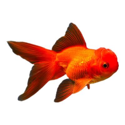 红狮金鱼国师鱼冷水鱼金鱼活鱼淡水锦鲤活体好养耐活不加温观赏鱼