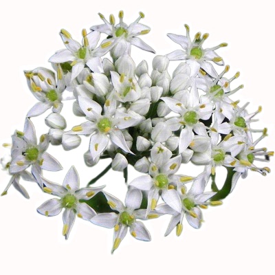 新鲜韭菜花现摘现发头茬嫩韭花苞