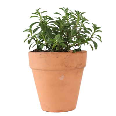 冬季香薄荷盆栽适宜组盆观赏