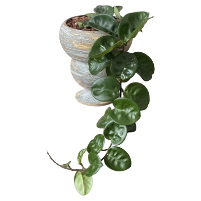 亲爱的绿植克林顿球兰盆栽室内桌面绿植好养活四季常青耐旱植物