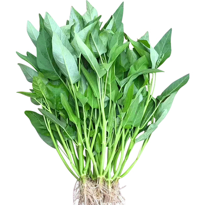 蔬菜阳台盆栽四季空心菜种子