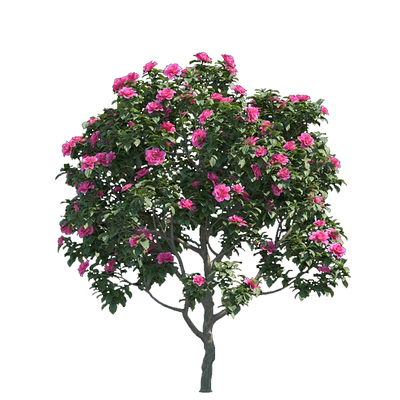 茶花树苗带苞发货香妃卉盆