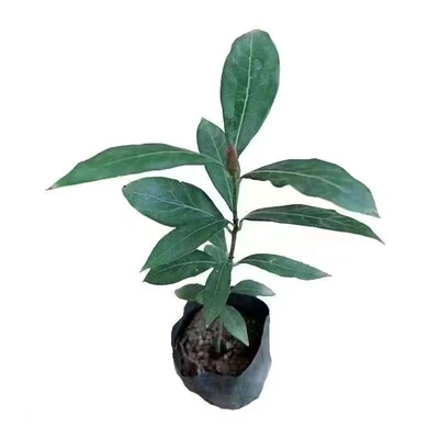 正宗金丝楠木树苗小叶桢楠苗四川金丝楠木苗名贵树苗金丝楠乔木树